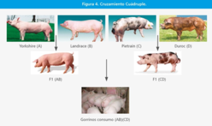 EL CRUZAMIENTO EN LA CRIANZA PORCINA – Stock Agropecuario